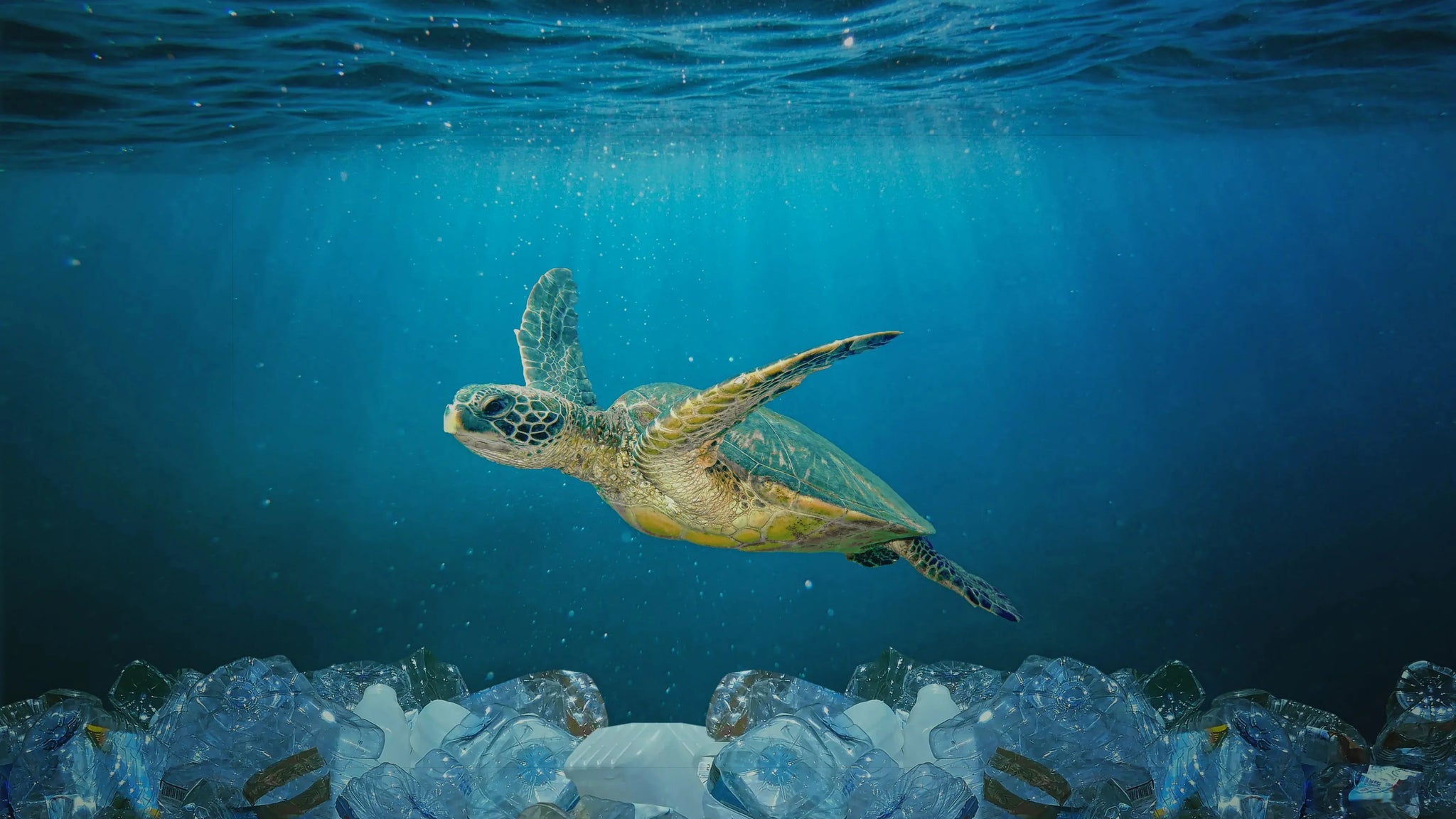 World Turtle Day: Why Clean Oceans Matter And How Your Swimwear Can He